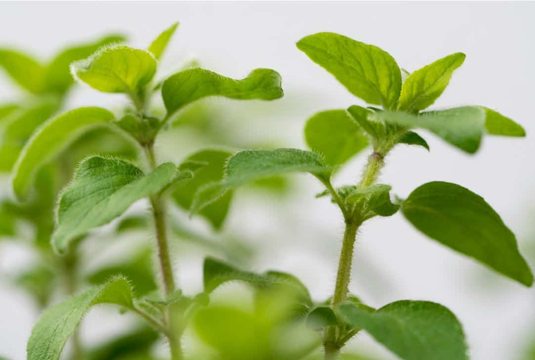 Essential Medicines Derived From Plants By CannaTelehealth